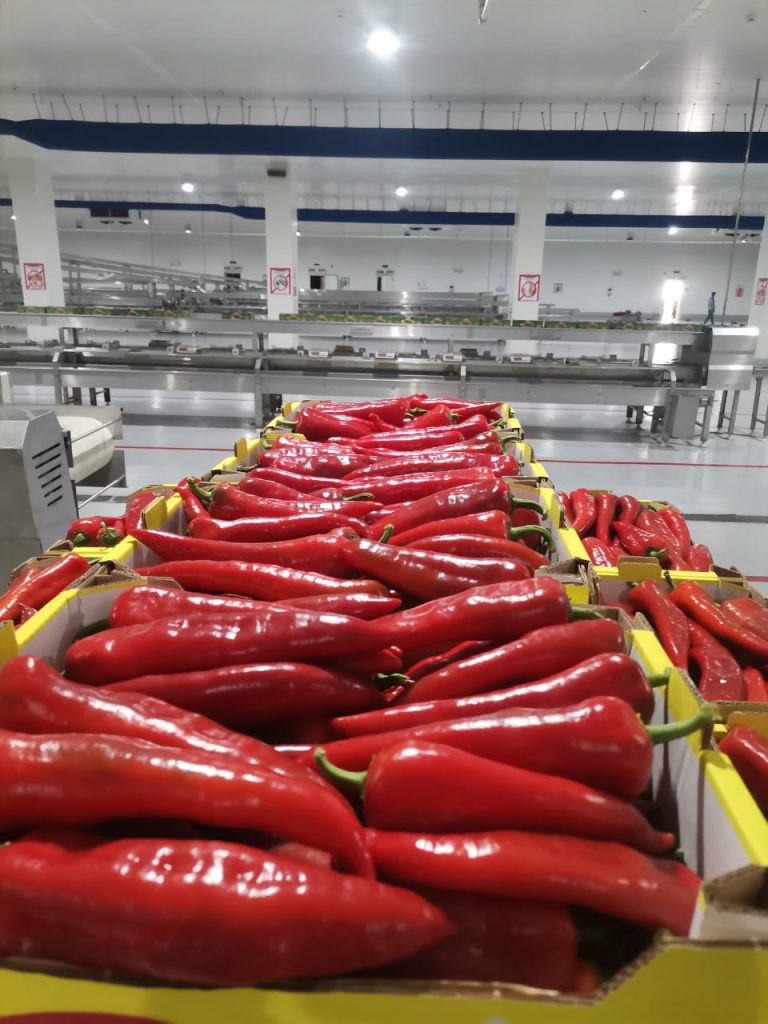 Kapia Peppers Sweet & Fresh